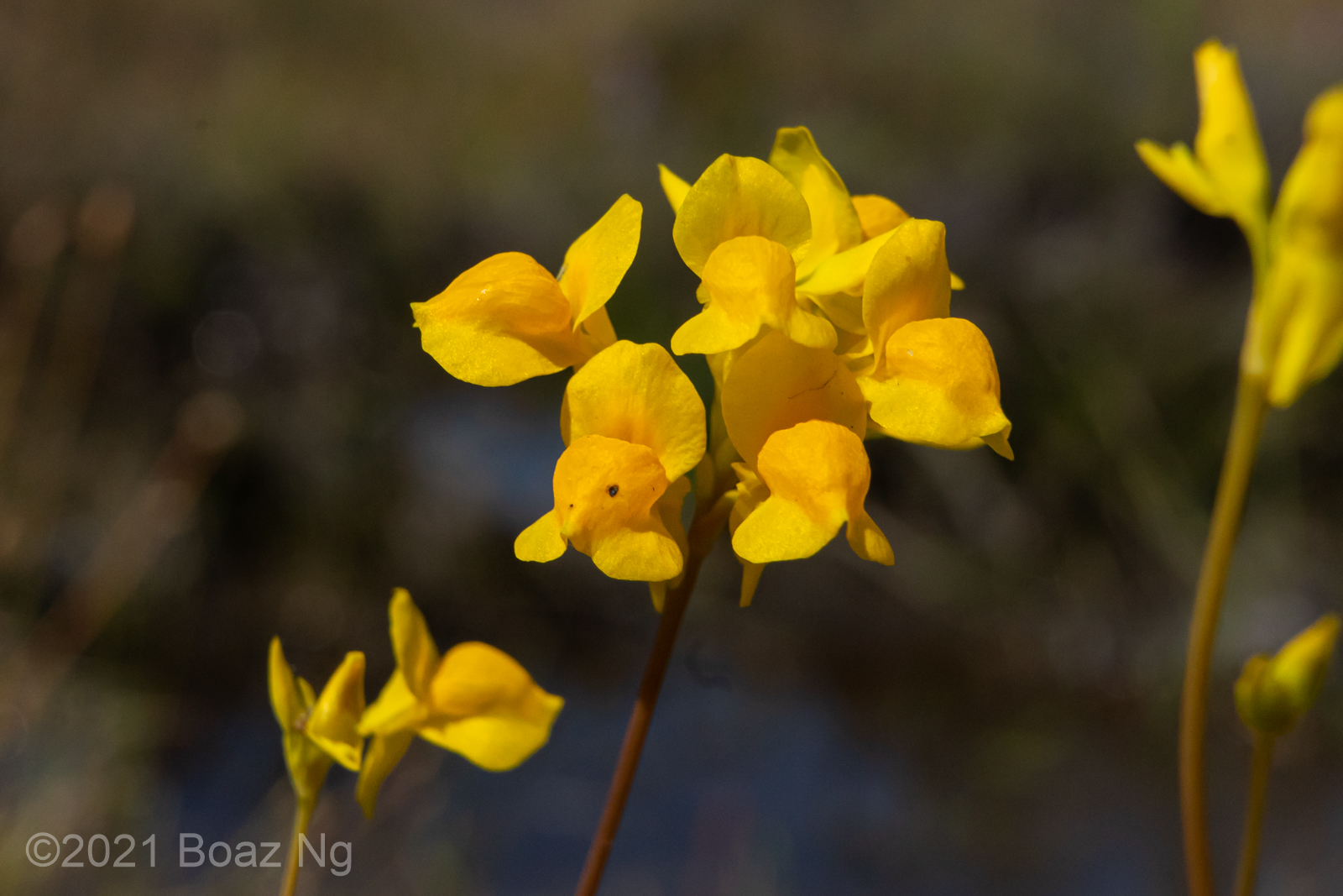 Utricularia odorata Species Profile - Fierce Flora