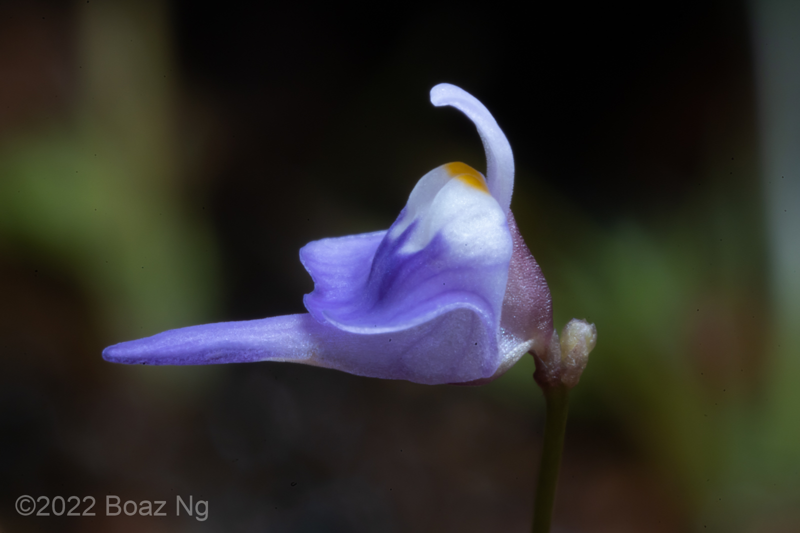 Utricularia geoffrayi Species Profile - Fierce Flora