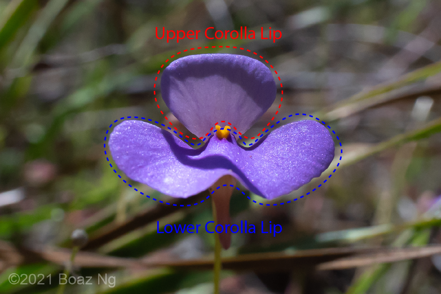 Utricularia floral morphology - a pictorial glossary of terms - Fierce ...