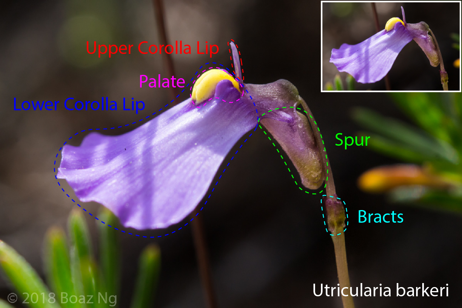 Utricularia floral morphology - a pictorial glossary of terms - Fierce ...