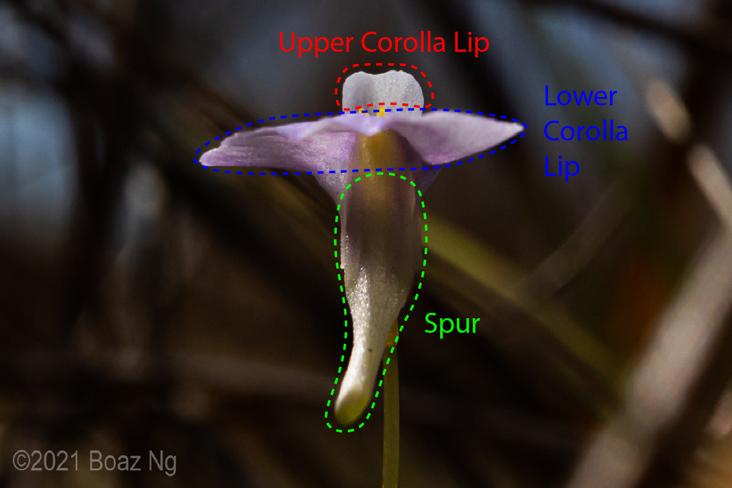 Utricularia floral morphology - a pictorial glossary of terms - Fierce ...