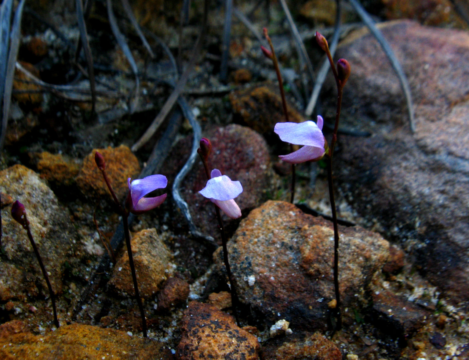 Utricularia lateriflora Species Profile - Fierce Flora