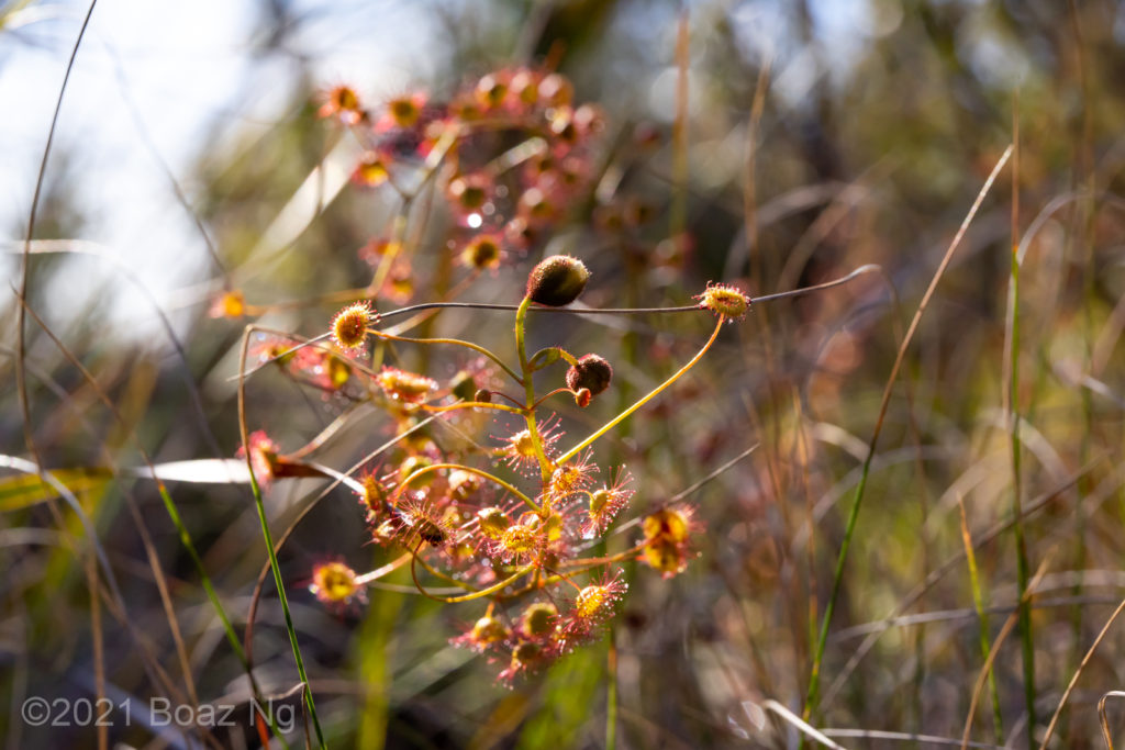 Drosera magna Species Profile - Fierce Flora