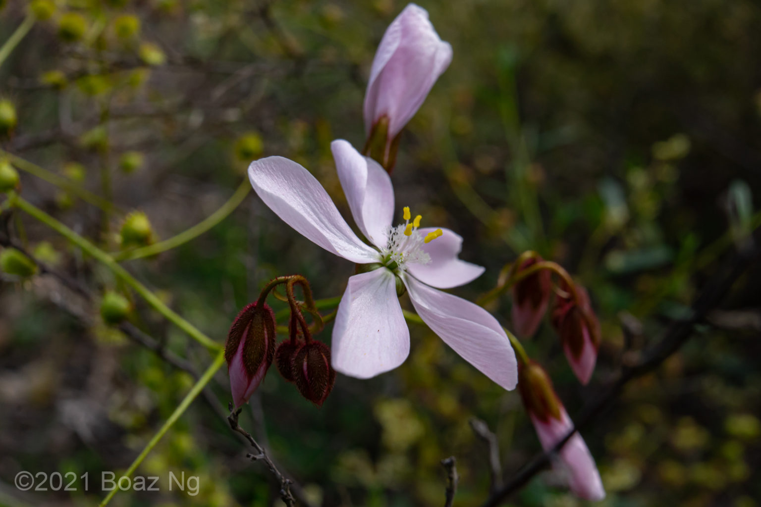 Drosera aff. indumenta - Fierce Flora