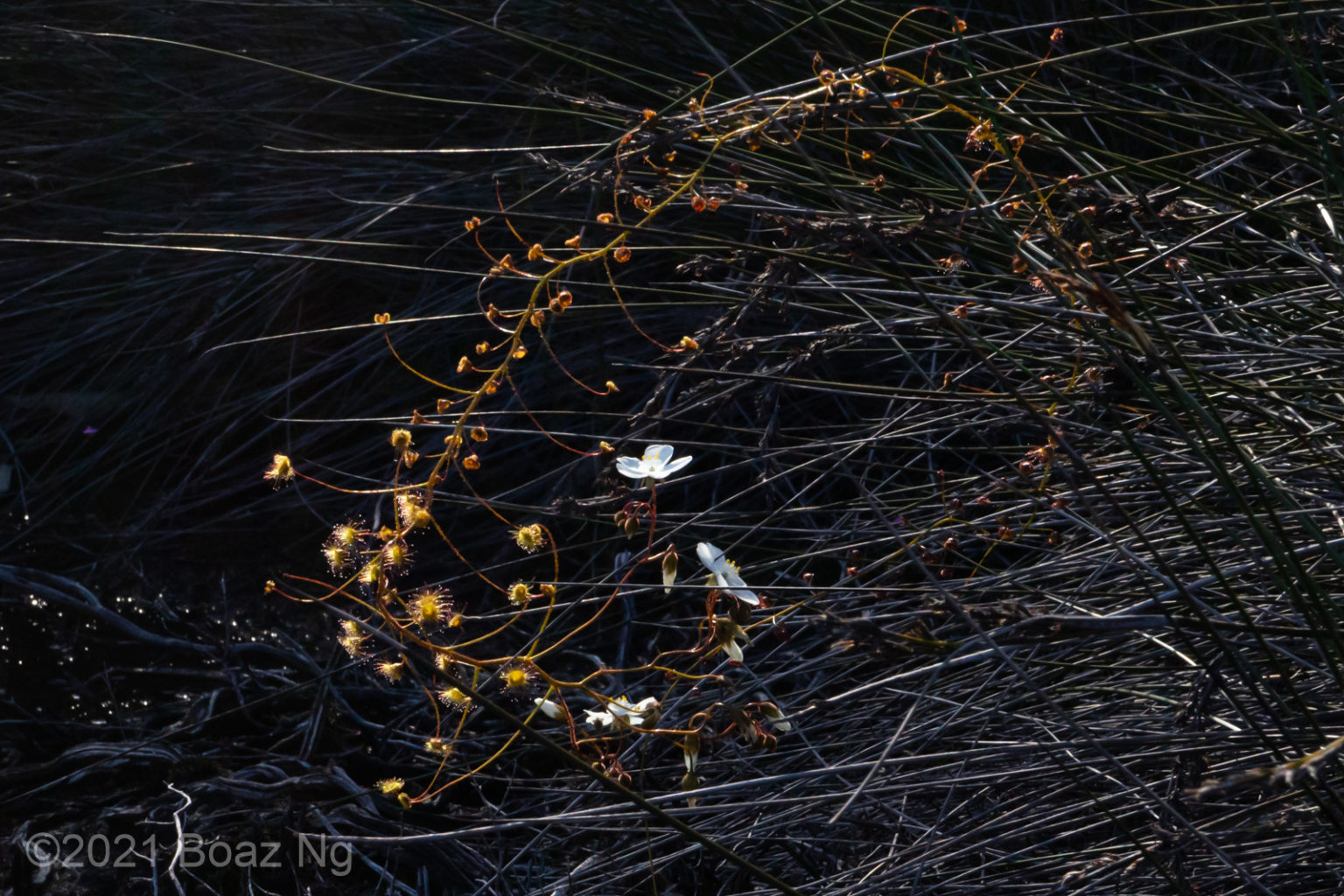 Drosera macrantha in the Perth Hills - Fierce Flora