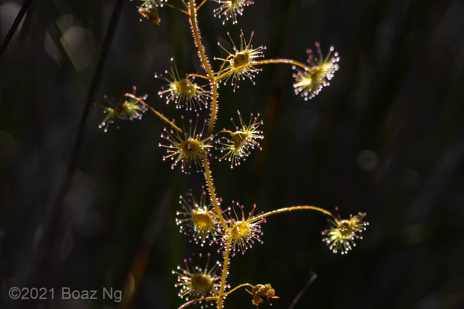 Drosera macrantha in the Perth Hills - Fierce Flora