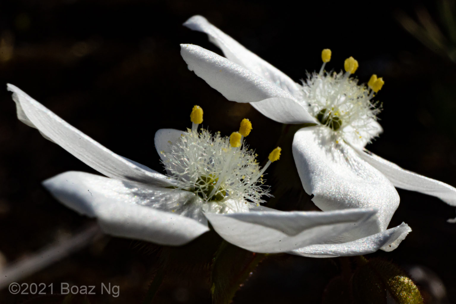 Drosera macrantha in the Perth Hills - Fierce Flora