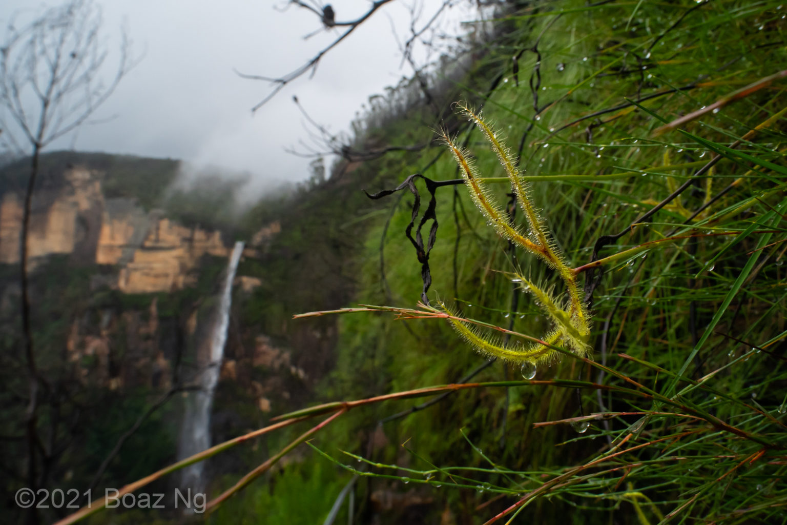 Drosera binata - Blue Mountains - Fierce Flora