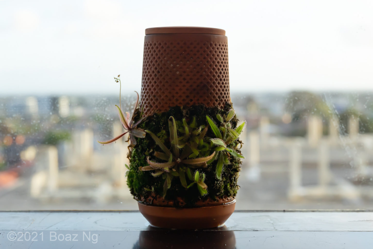 Terracotta seepage planter spring update - Fierce Flora