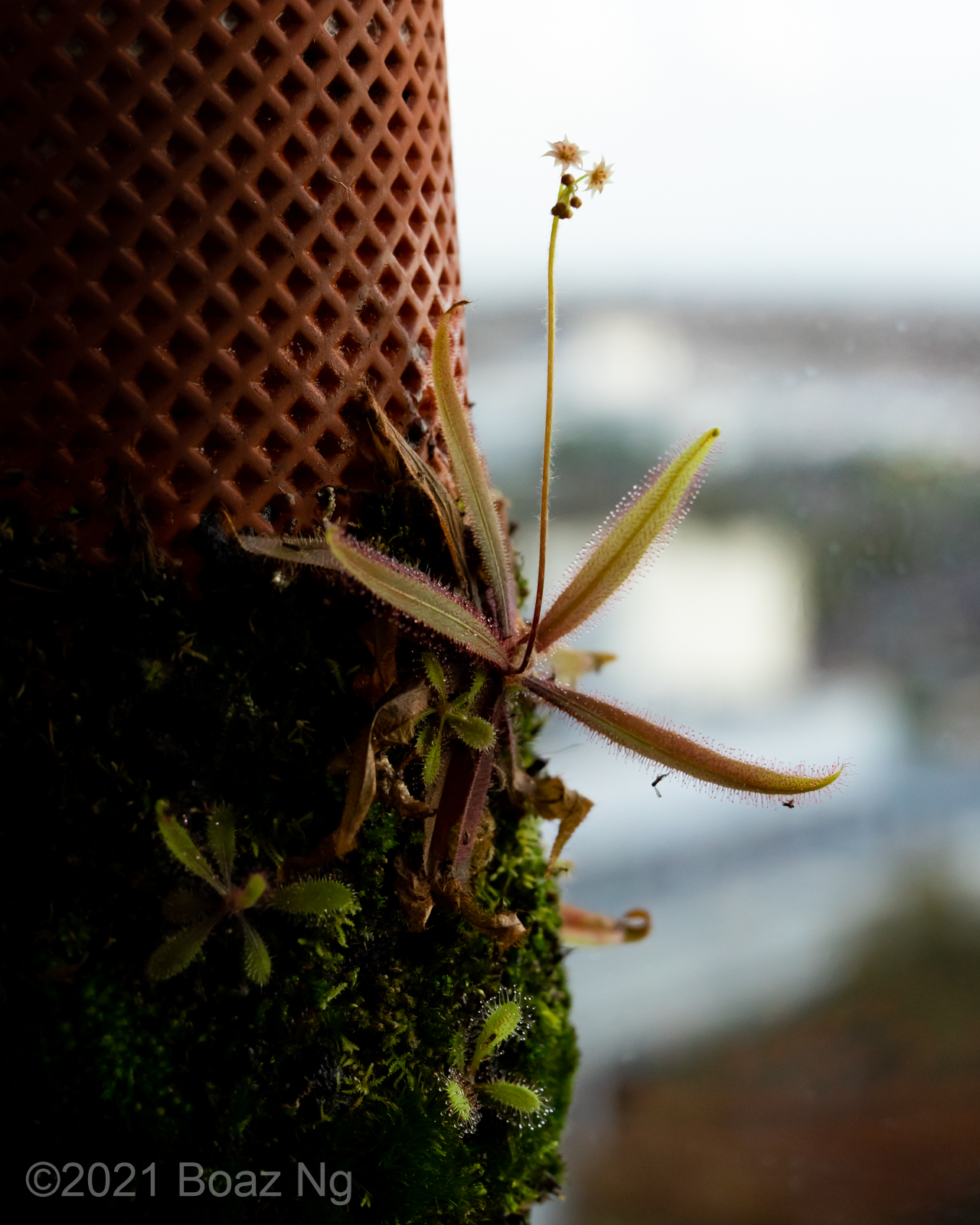 Terracotta seepage planter spring update - Fierce Flora