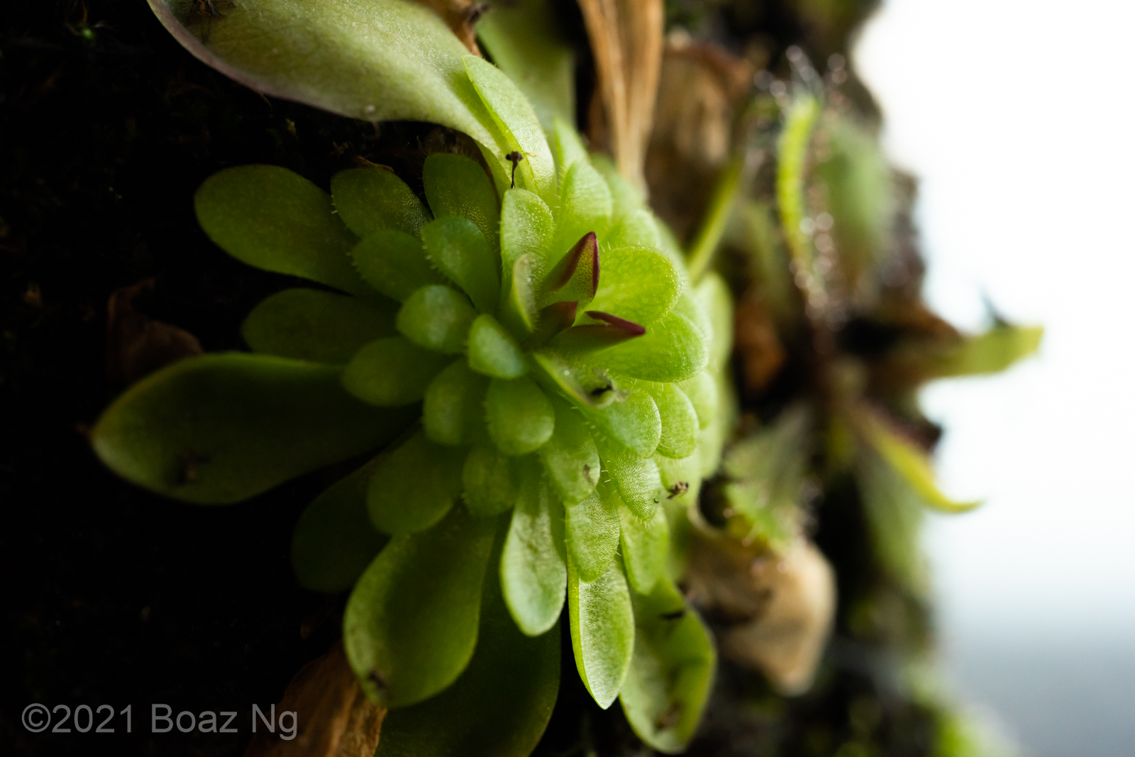 Terracotta seepage planter spring update - Fierce Flora