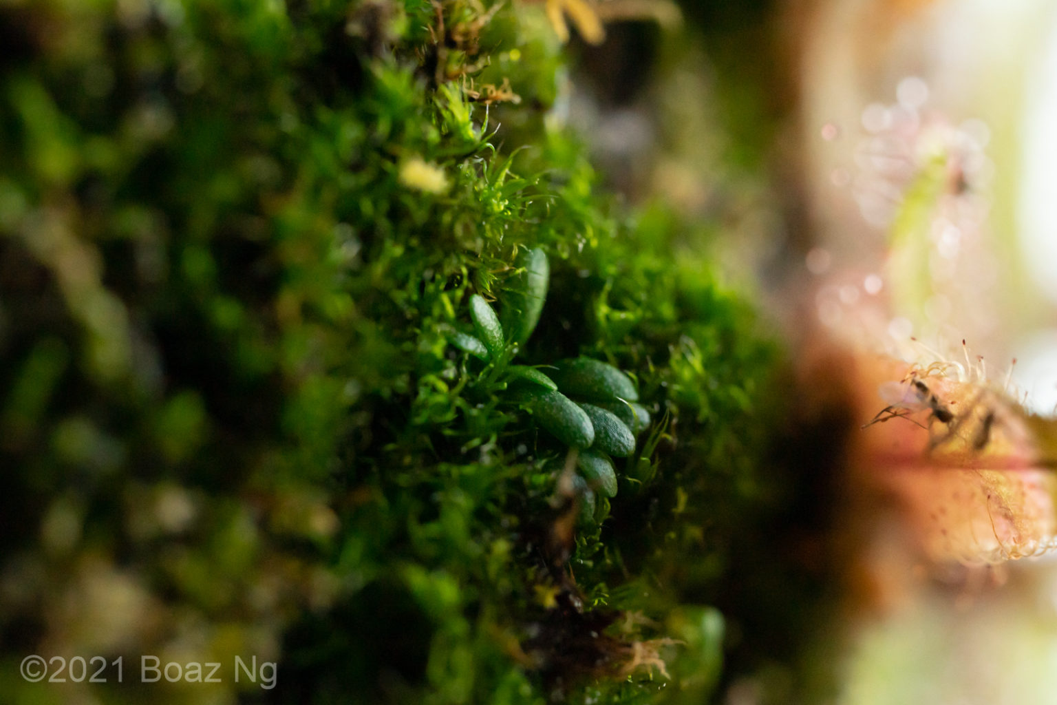 Terracotta seepage planter spring update - Fierce Flora