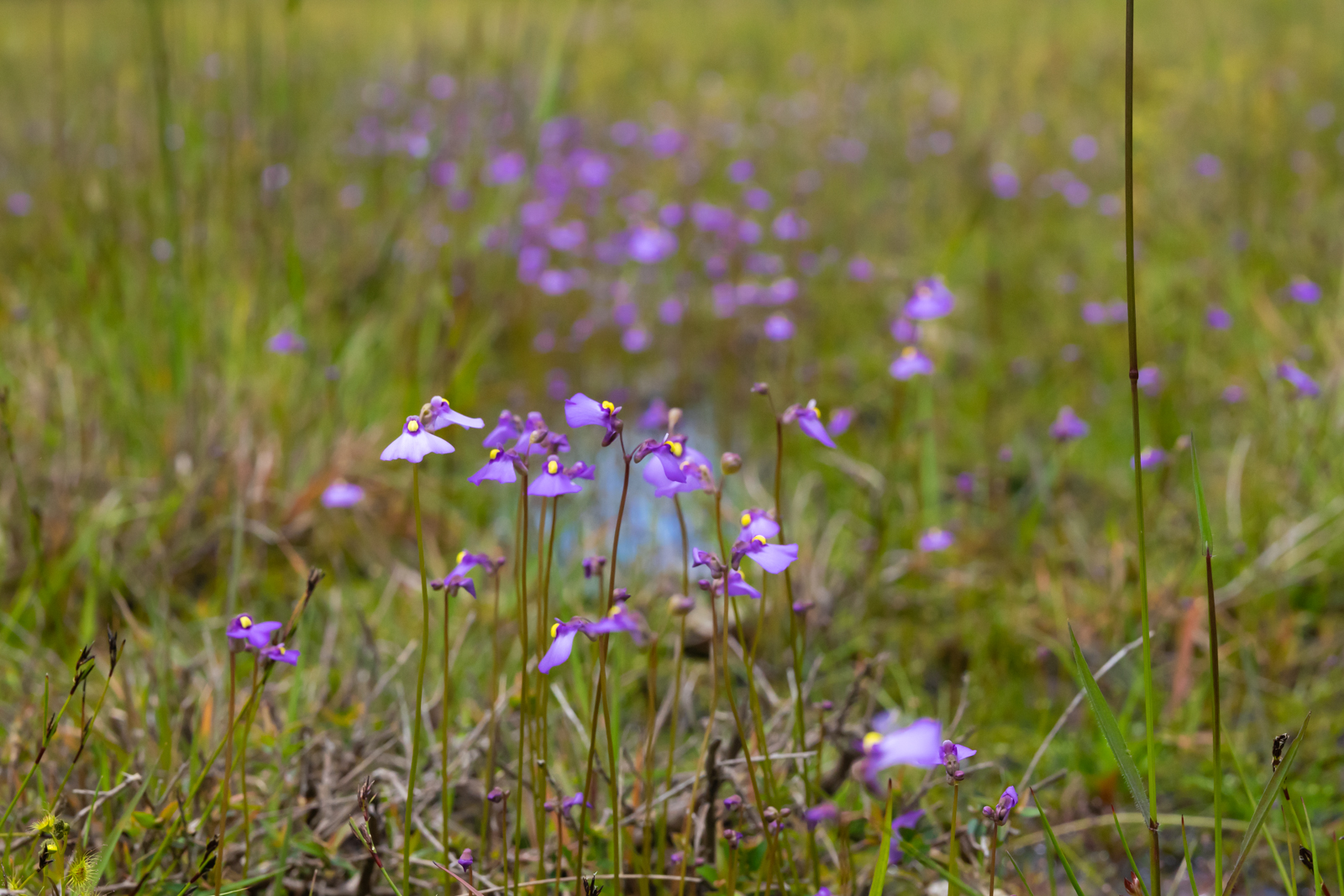 Utricularia barkeri Species Profile - Fierce Flora