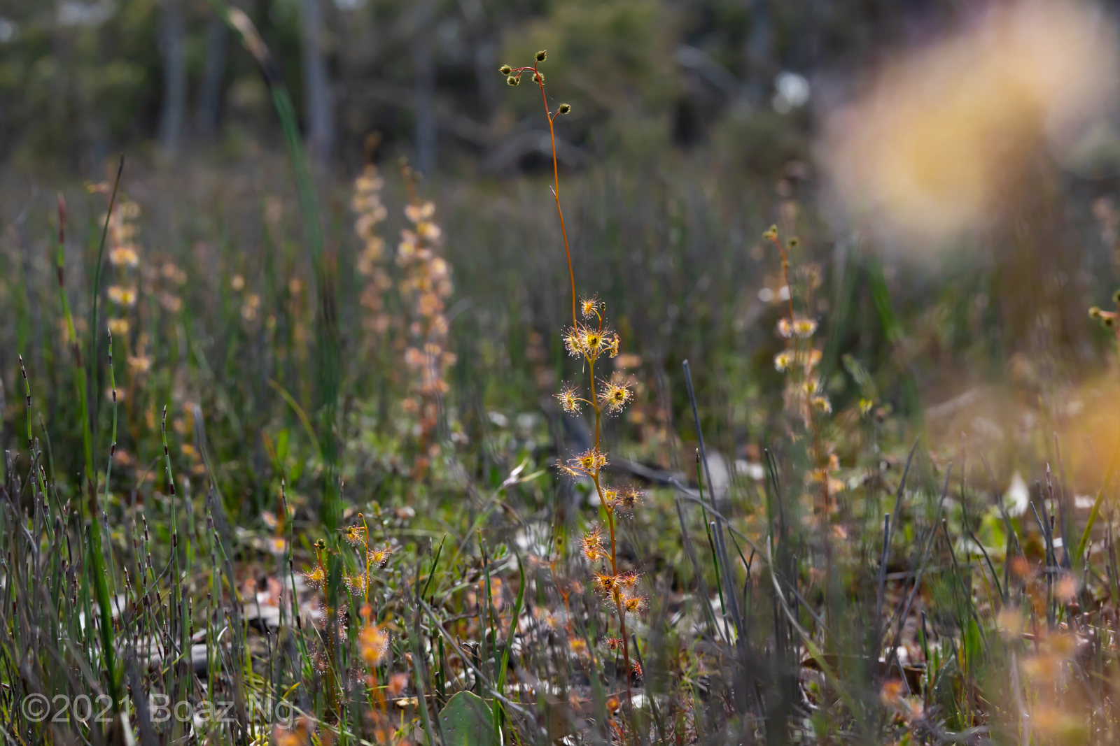 Drosera gracilis - lowland form Species Profile - Fierce Flora