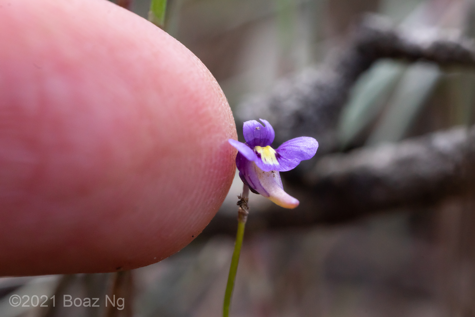Utricularia violacea Species Profile - Fierce Flora