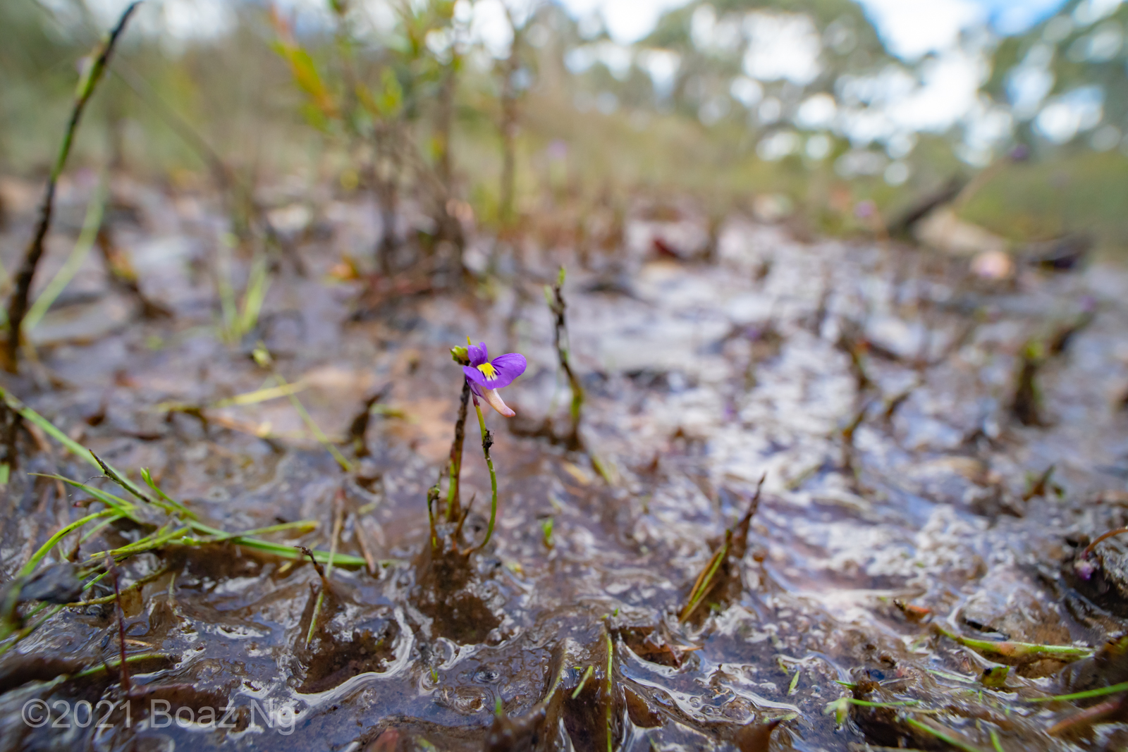 Utricularia violacea Species Profile - Fierce Flora