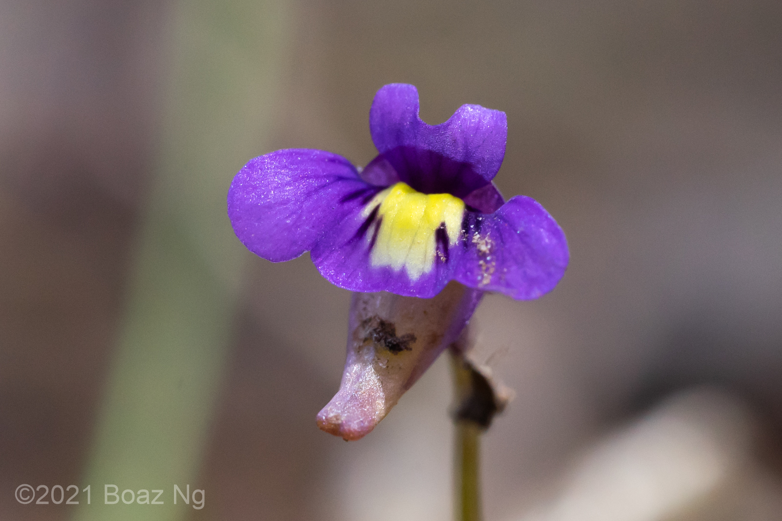Utricularia violacea Species Profile - Fierce Flora