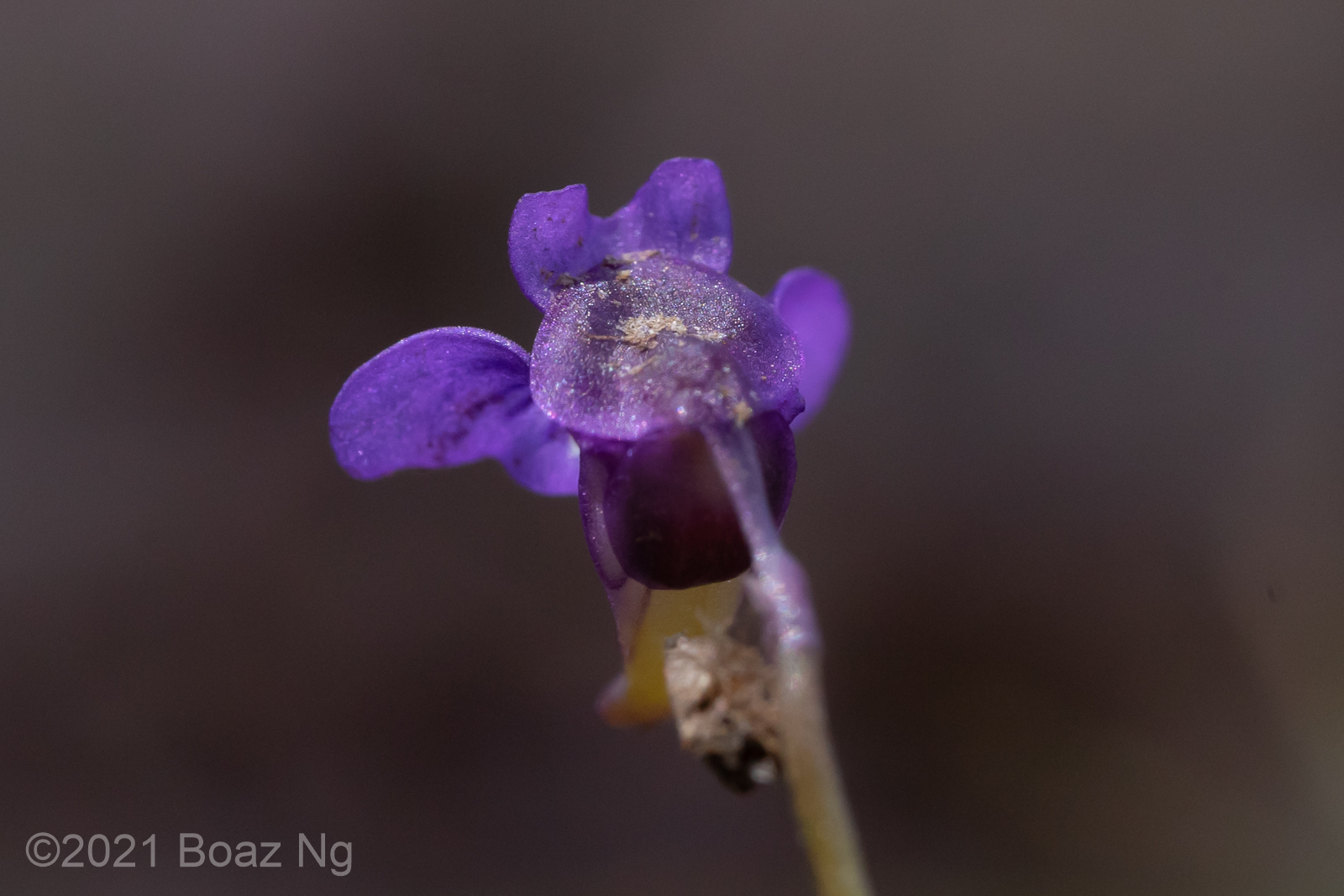 Utricularia violacea Species Profile - Fierce Flora