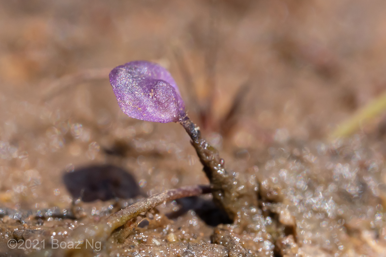 Utricularia violacea Species Profile - Fierce Flora