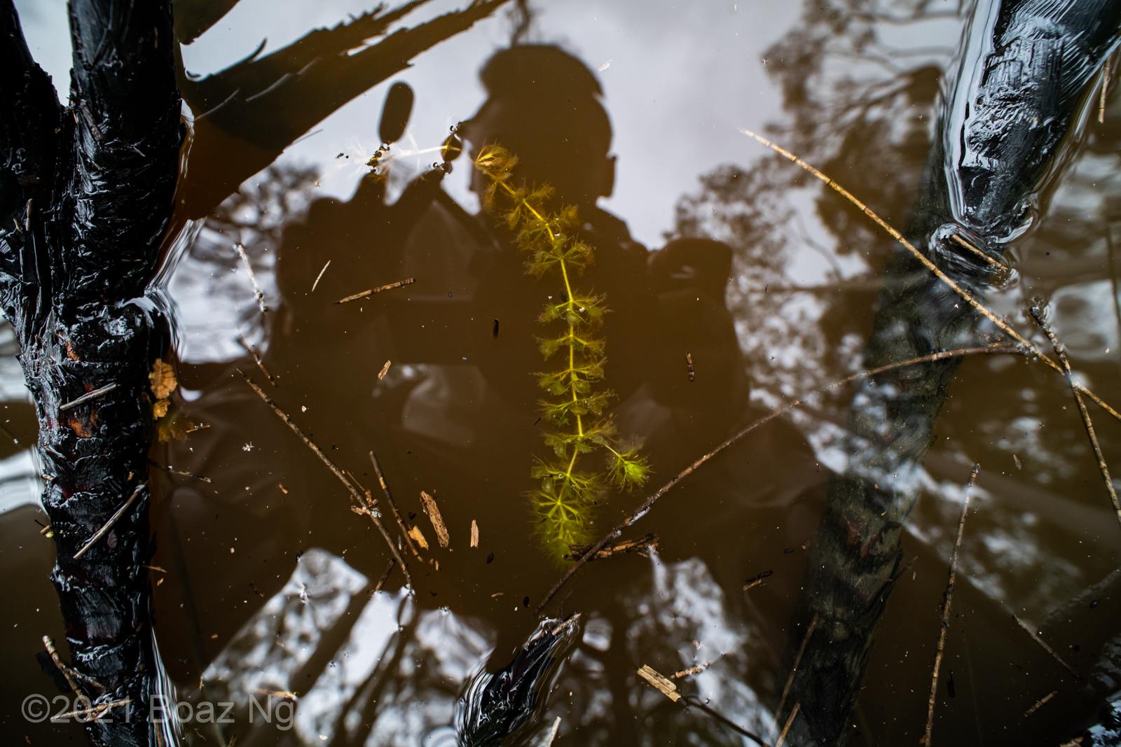 Aldrovanda vesiculosa Species Profile - Fierce Flora