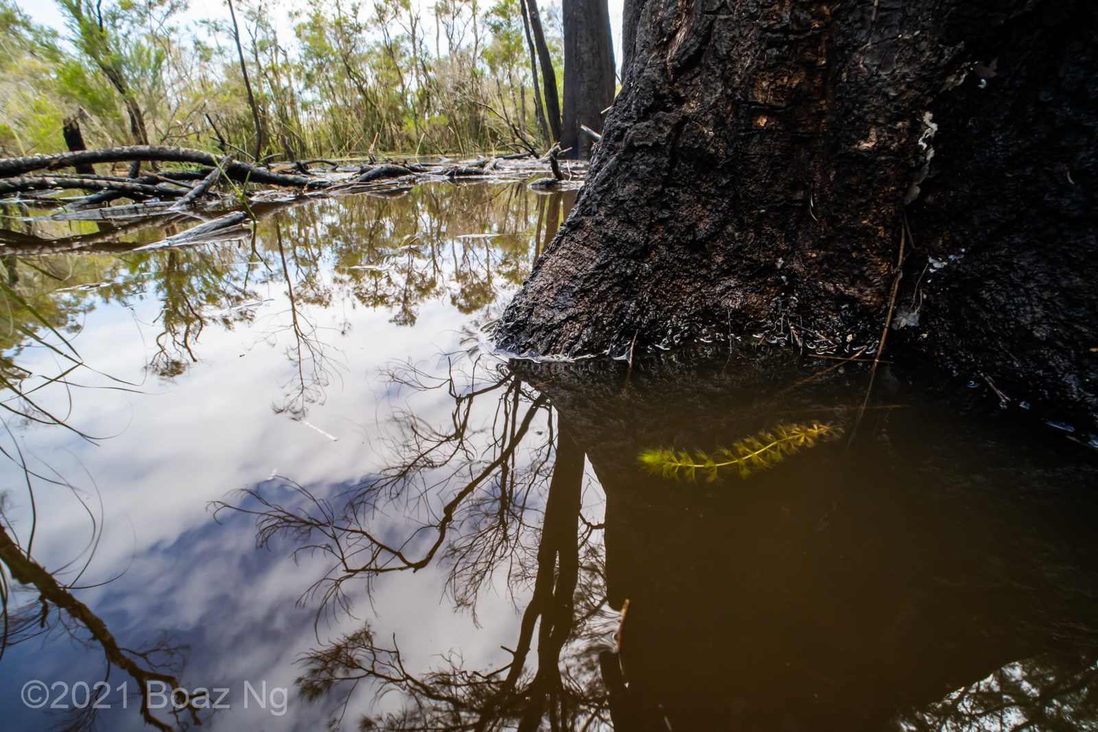 Aldrovanda vesiculosa Species Profile - Fierce Flora