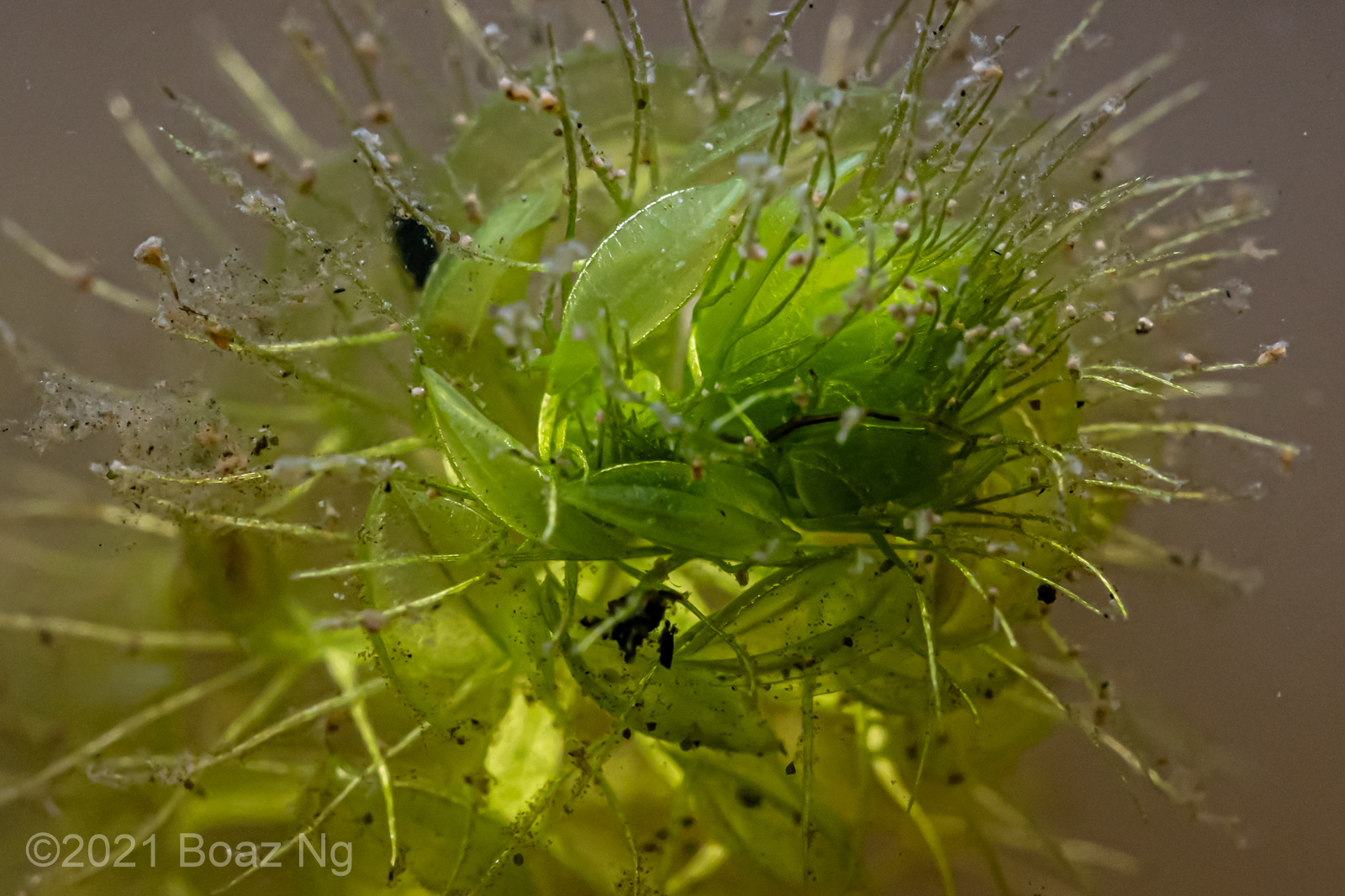 Aldrovanda vesiculosa Species Profile - Fierce Flora