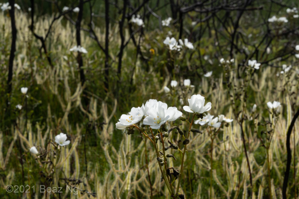 Drosera collina Species Profile - Fierce Flora