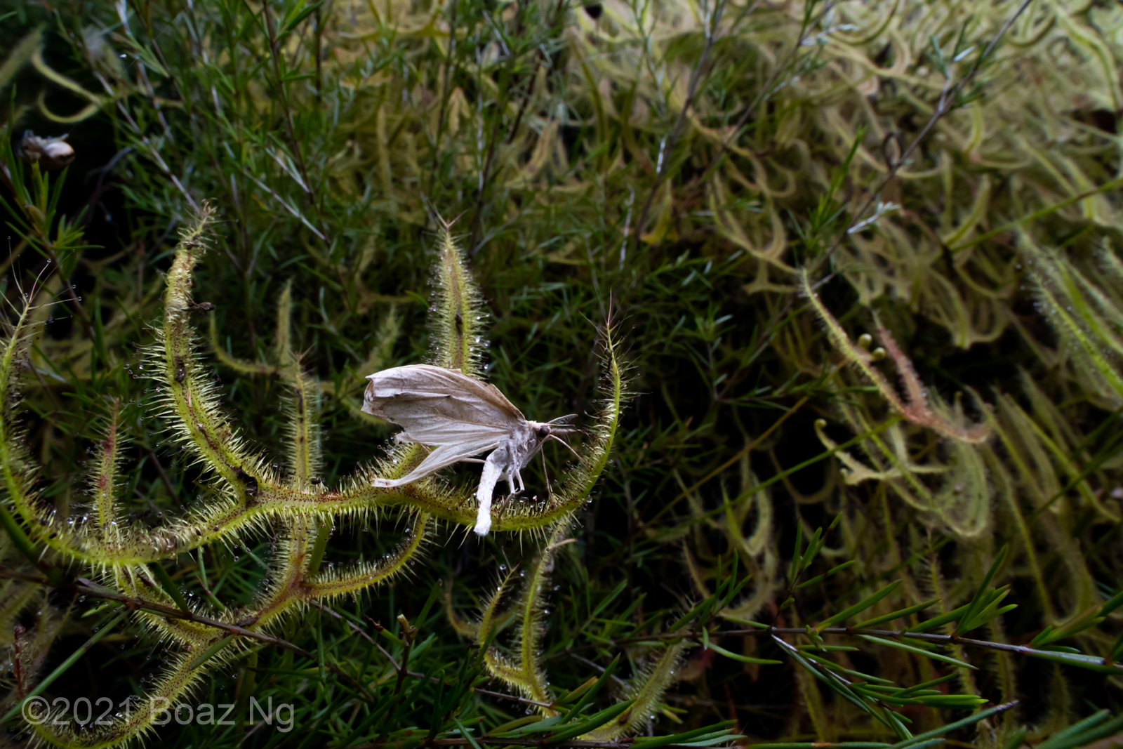 The Drosera binata wall - Fierce Flora
