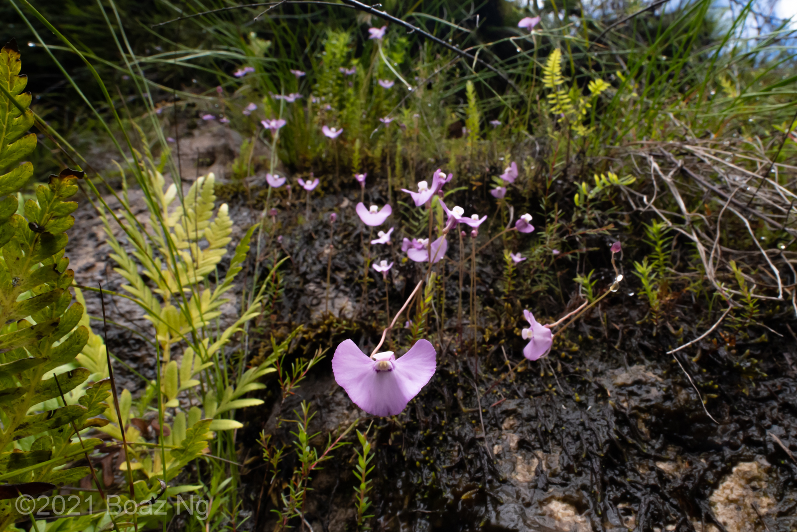 An excellent display of Utricularia uniflora - Fierce Flora