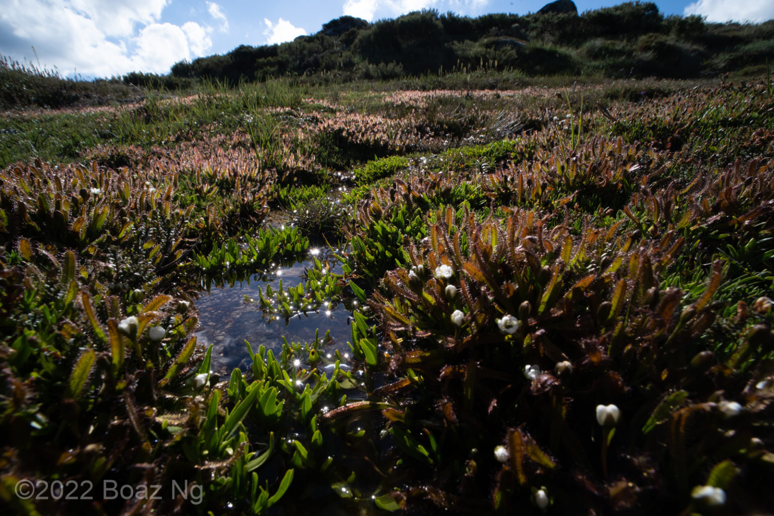 Drosera arcturi on Mt Kosciuszko - Fierce Flora