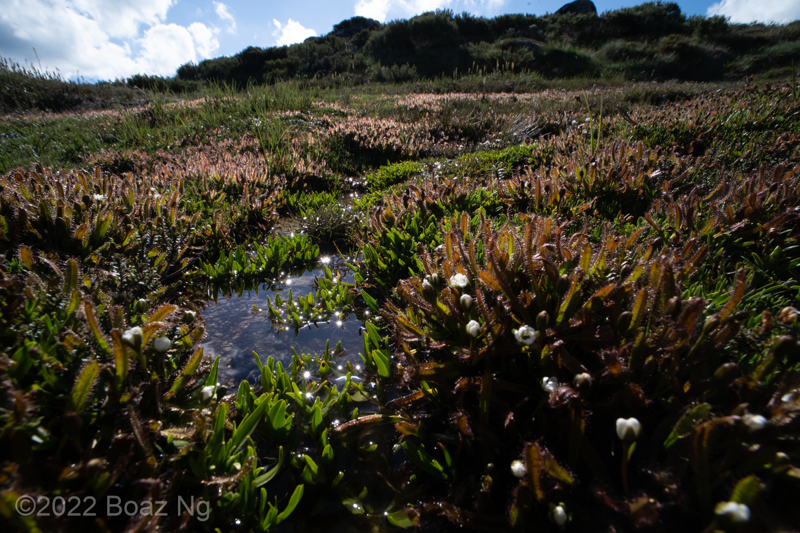 Drosera arcturi on Mt Kosciuszko - Fierce Flora