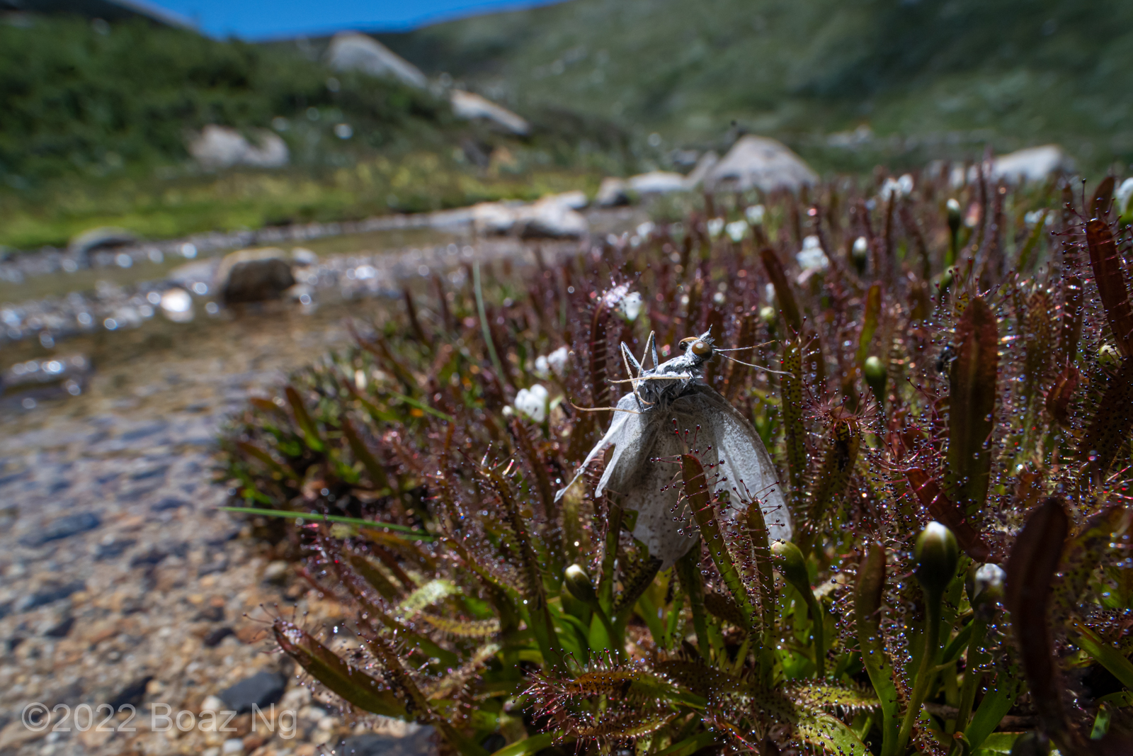 Drosera arcturi on Mt Kosciuszko - Fierce Flora