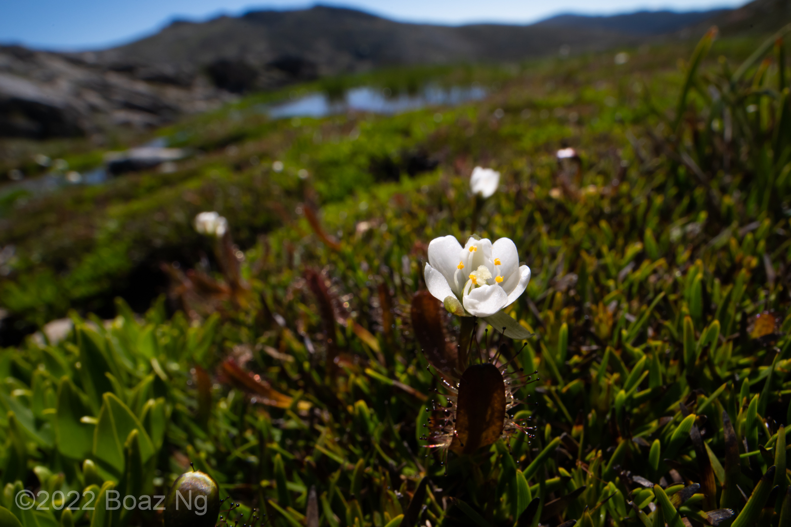 Drosera arcturi on Mt Kosciuszko - Fierce Flora