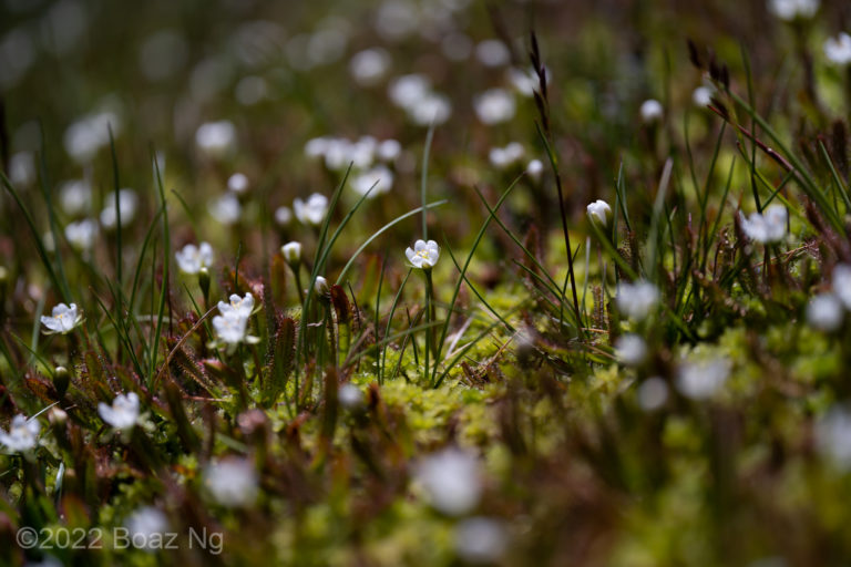 Drosera arcturi on Mt Kosciuszko - Fierce Flora
