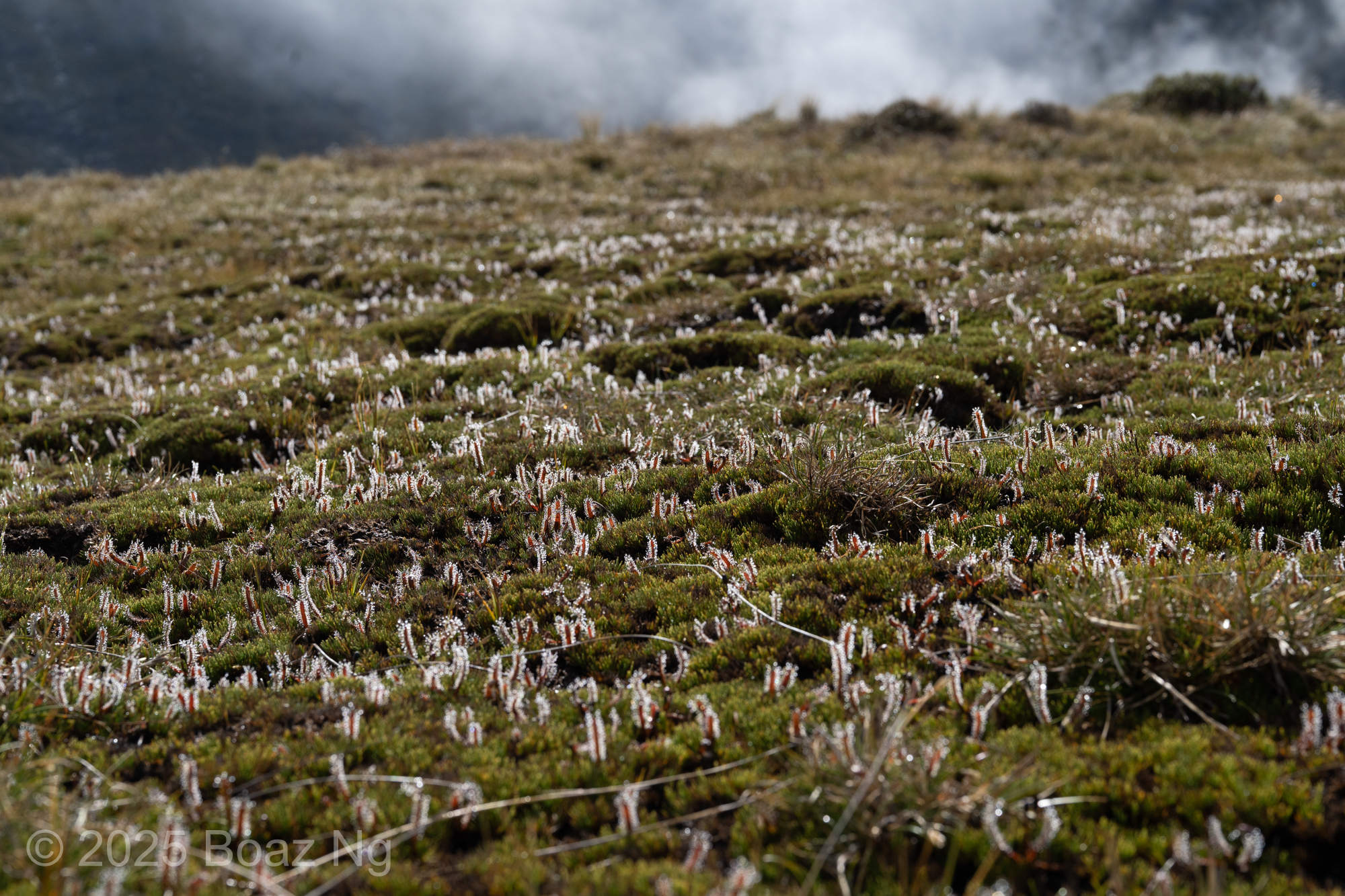 Drosera arcturi Species Profile - Fierce Flora
