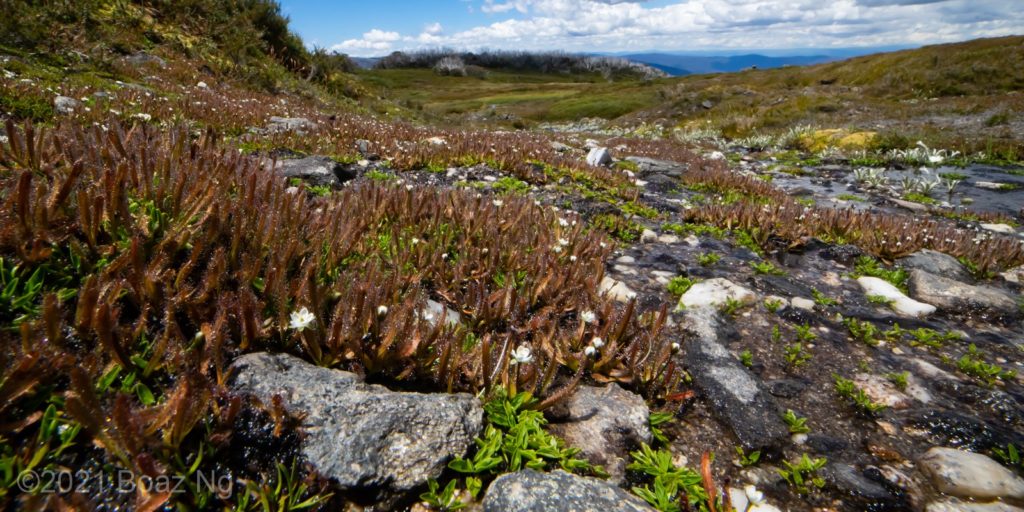 Drosera arcturi Species Profile - Fierce Flora
