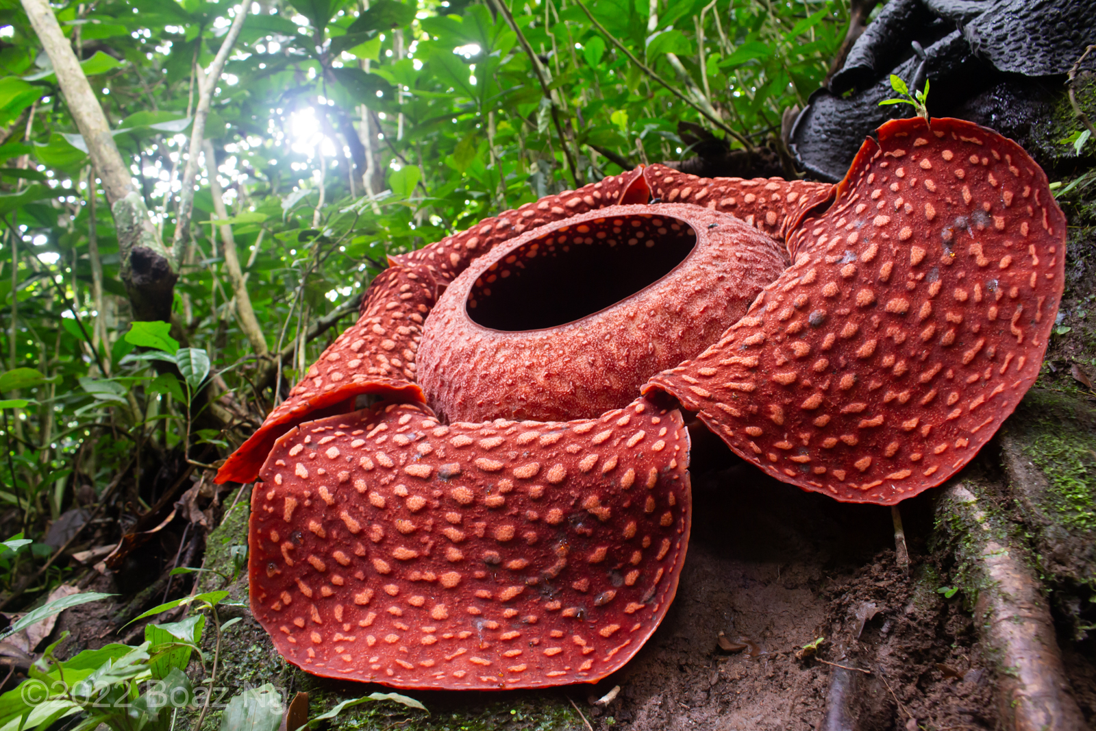 Rafflesia arnoldii - Fierce Flora