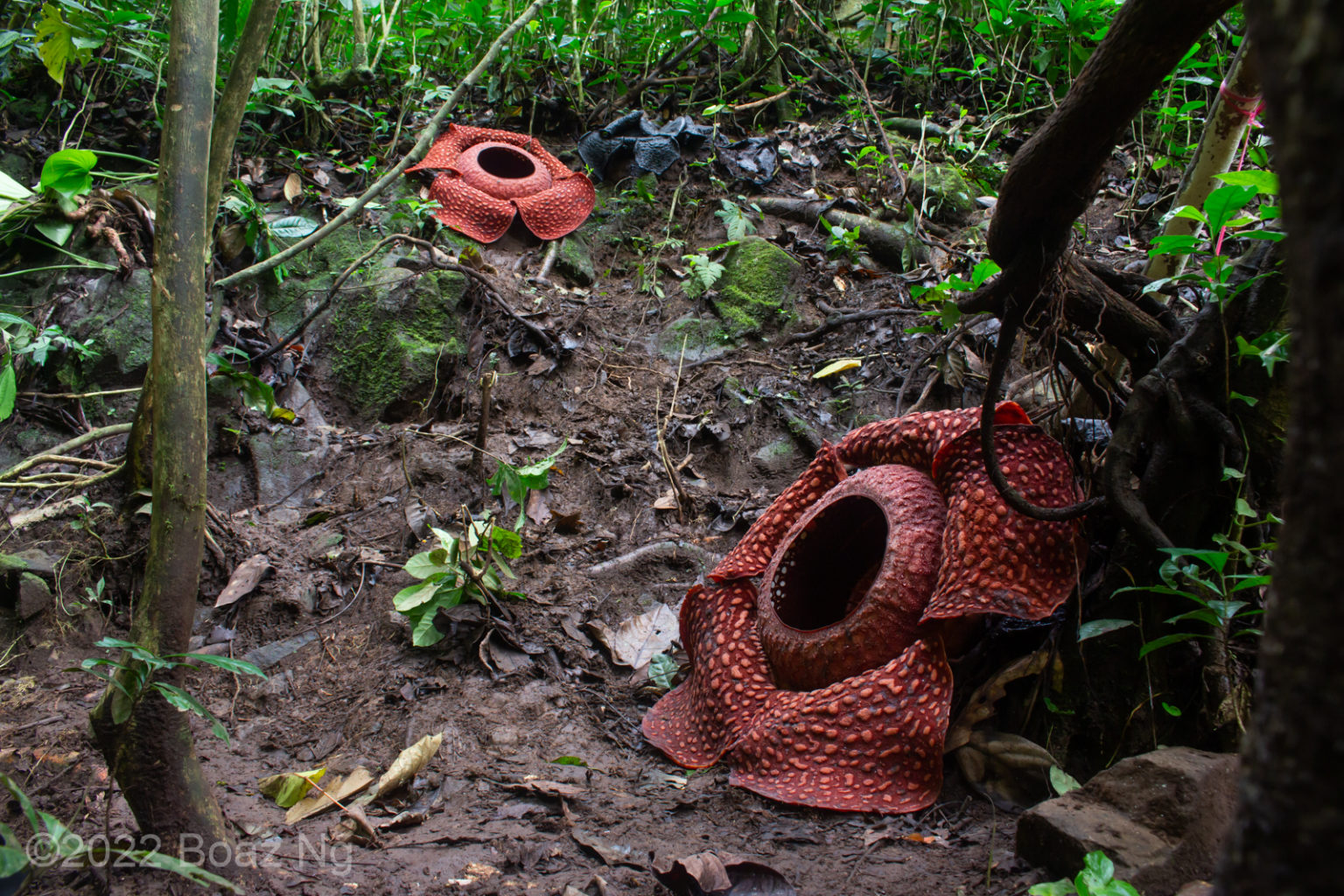 Rafflesia arnoldii - Fierce Flora