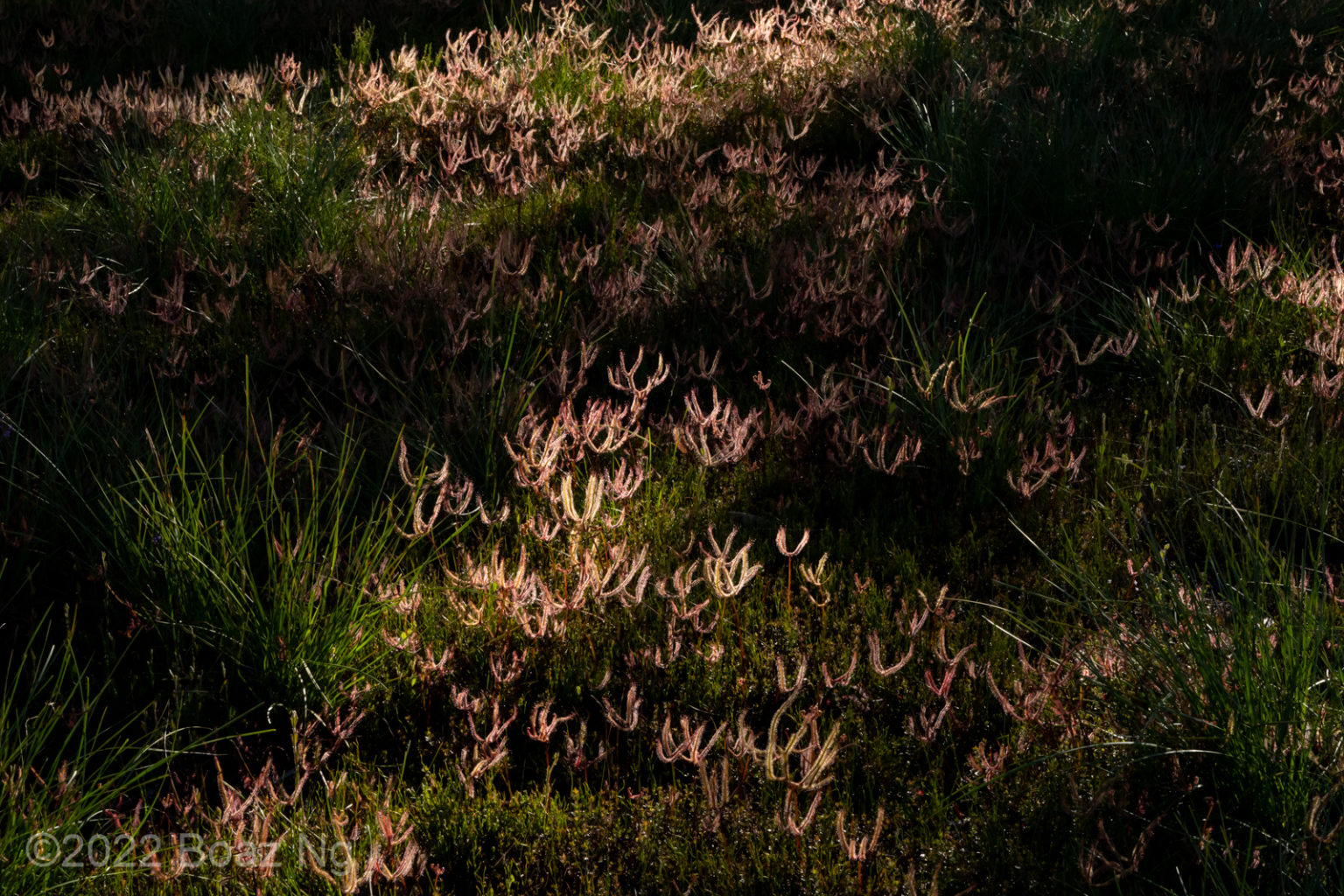 Giant Drosera binata in the Southern Highlands, NSW - Fierce Flora