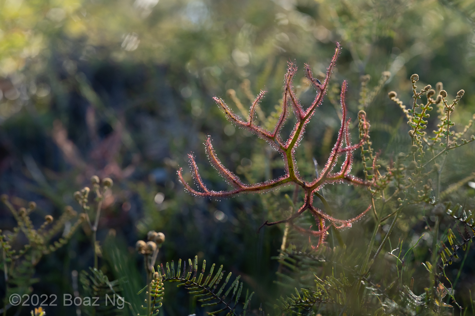 Giant Drosera binata in the Southern Highlands, NSW - Fierce Flora