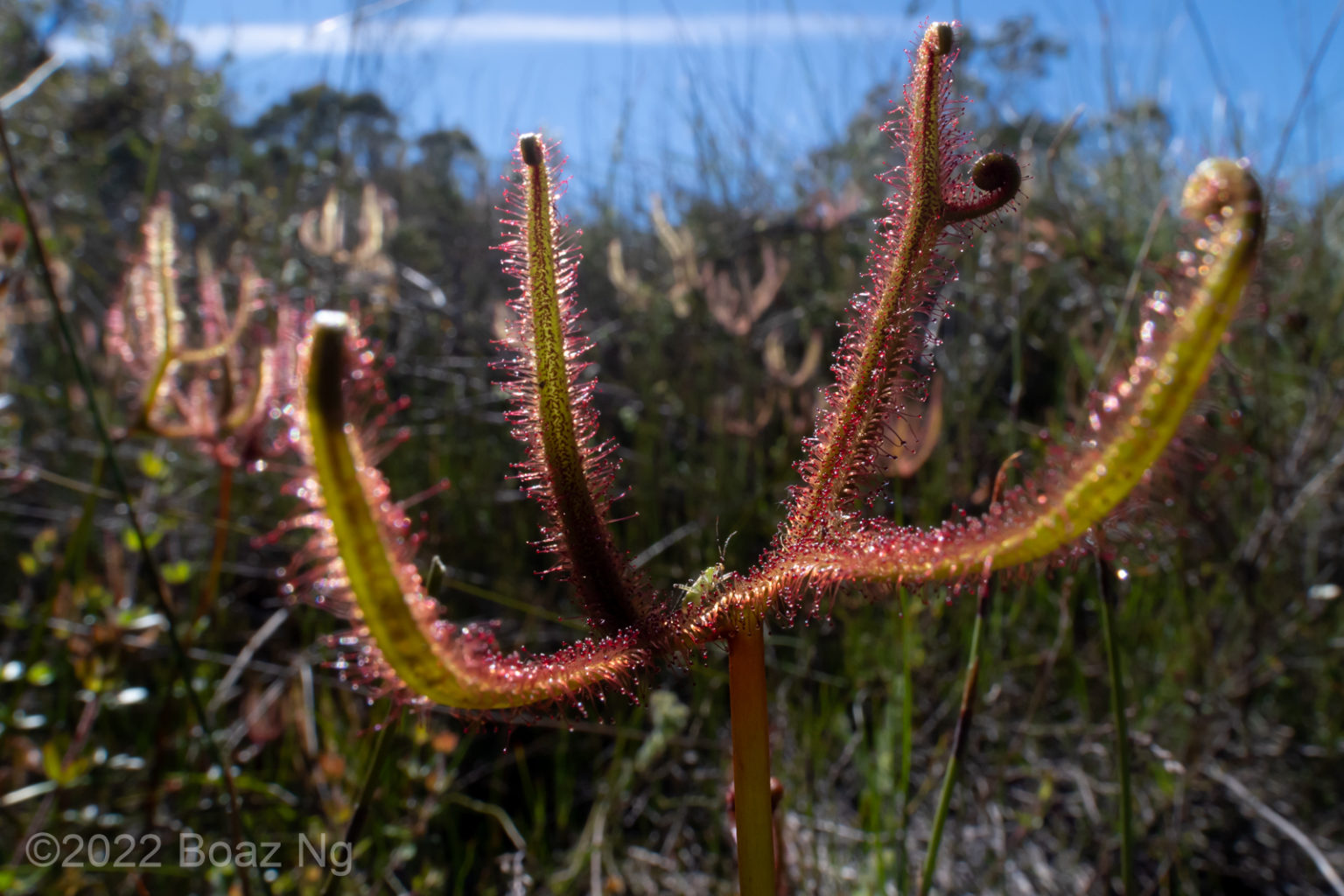 Giant Drosera binata in the Southern Highlands, NSW - Fierce Flora