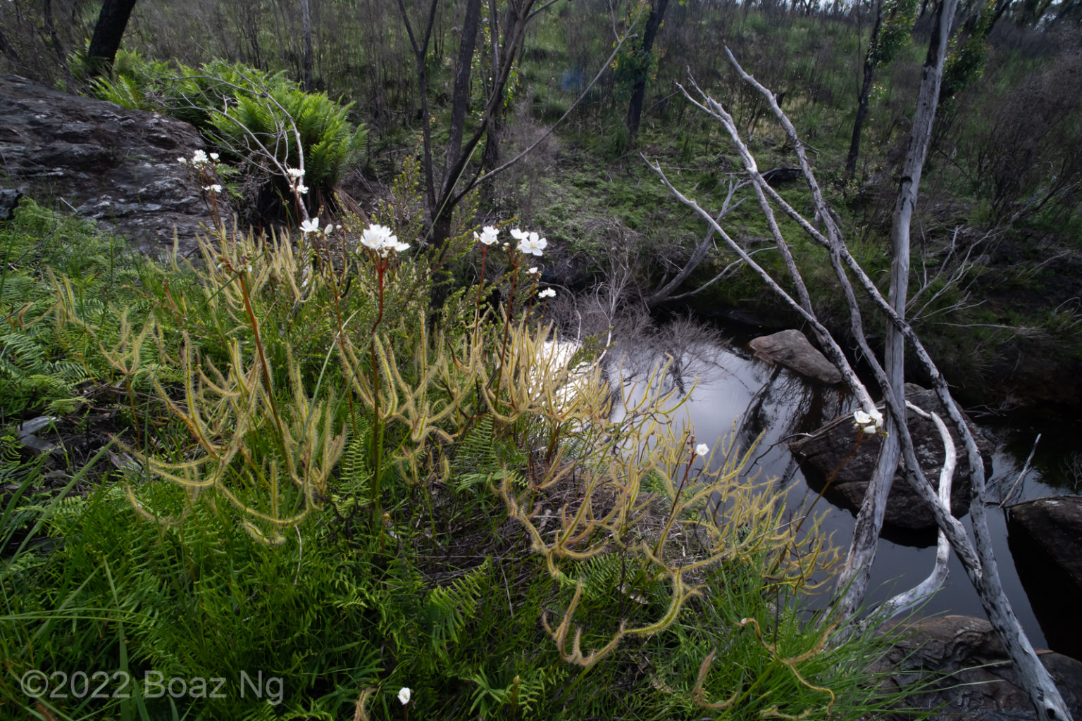Giant Drosera binata in the Southern Highlands, NSW - Fierce Flora