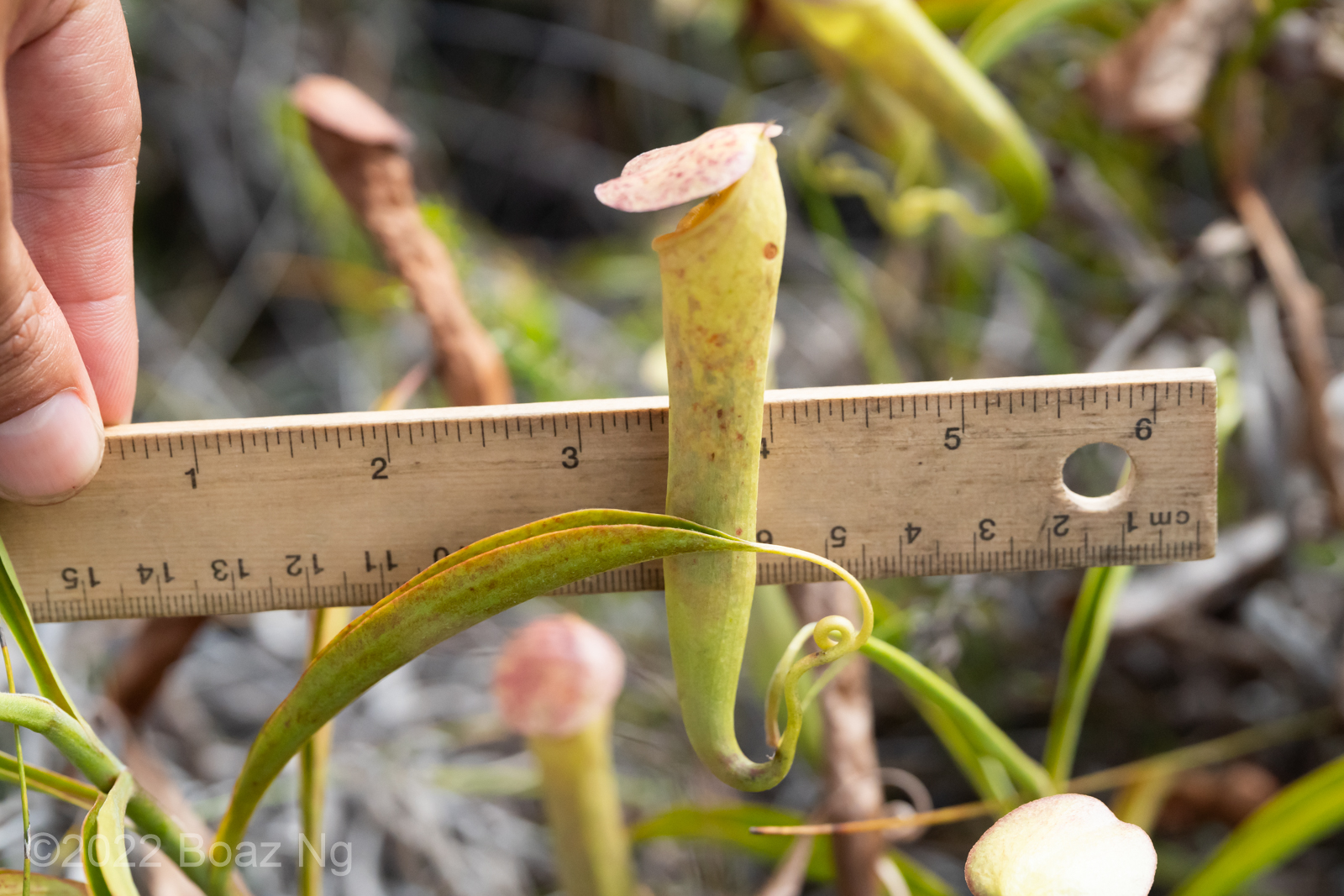 Species Profile: Nepenthes tenax - Fierce Flora
