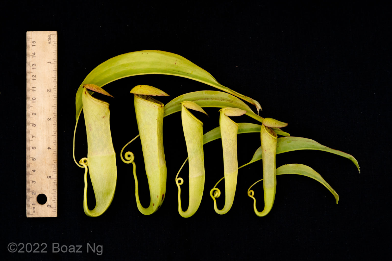 Species Profile: Nepenthes tenax - Fierce Flora