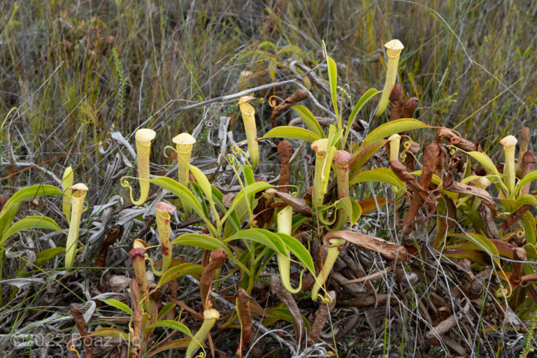 Species Profile: Nepenthes tenax - Fierce Flora