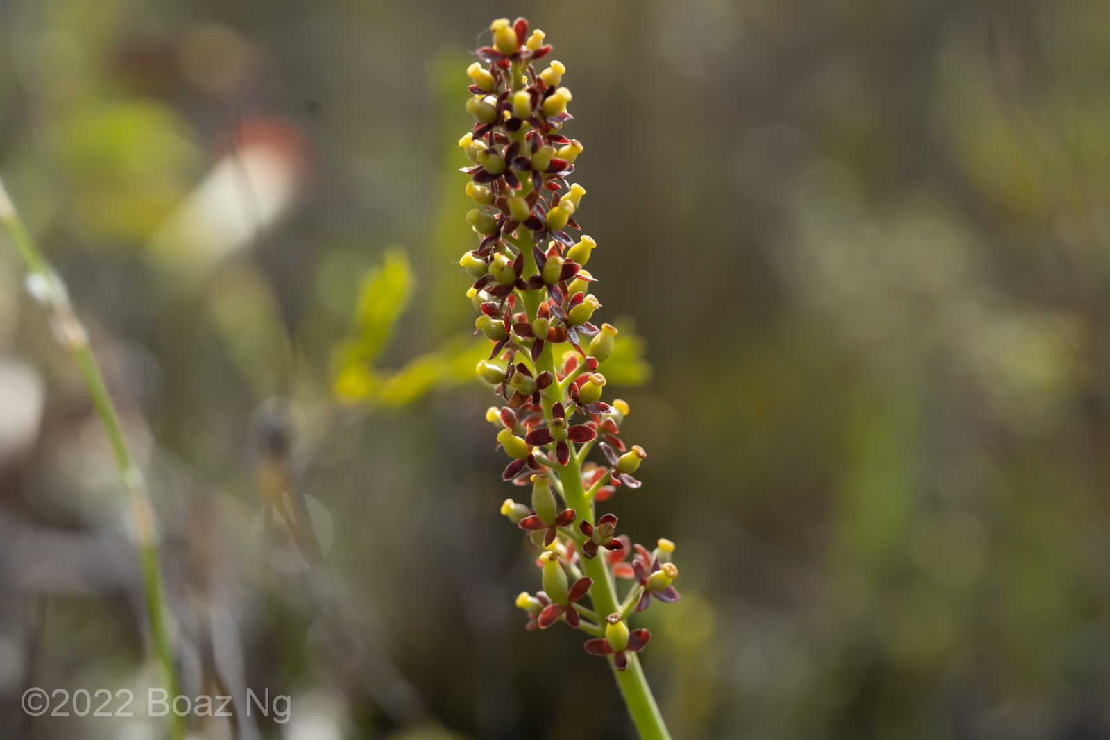 Species Profile: Nepenthes tenax - Fierce Flora