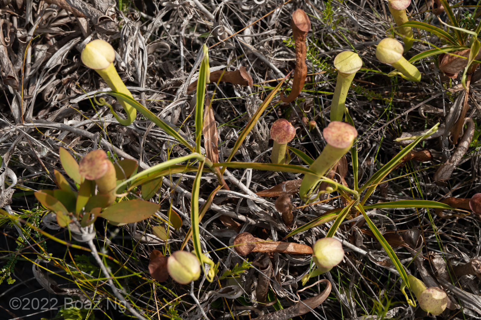 Species Profile: Nepenthes tenax - Fierce Flora