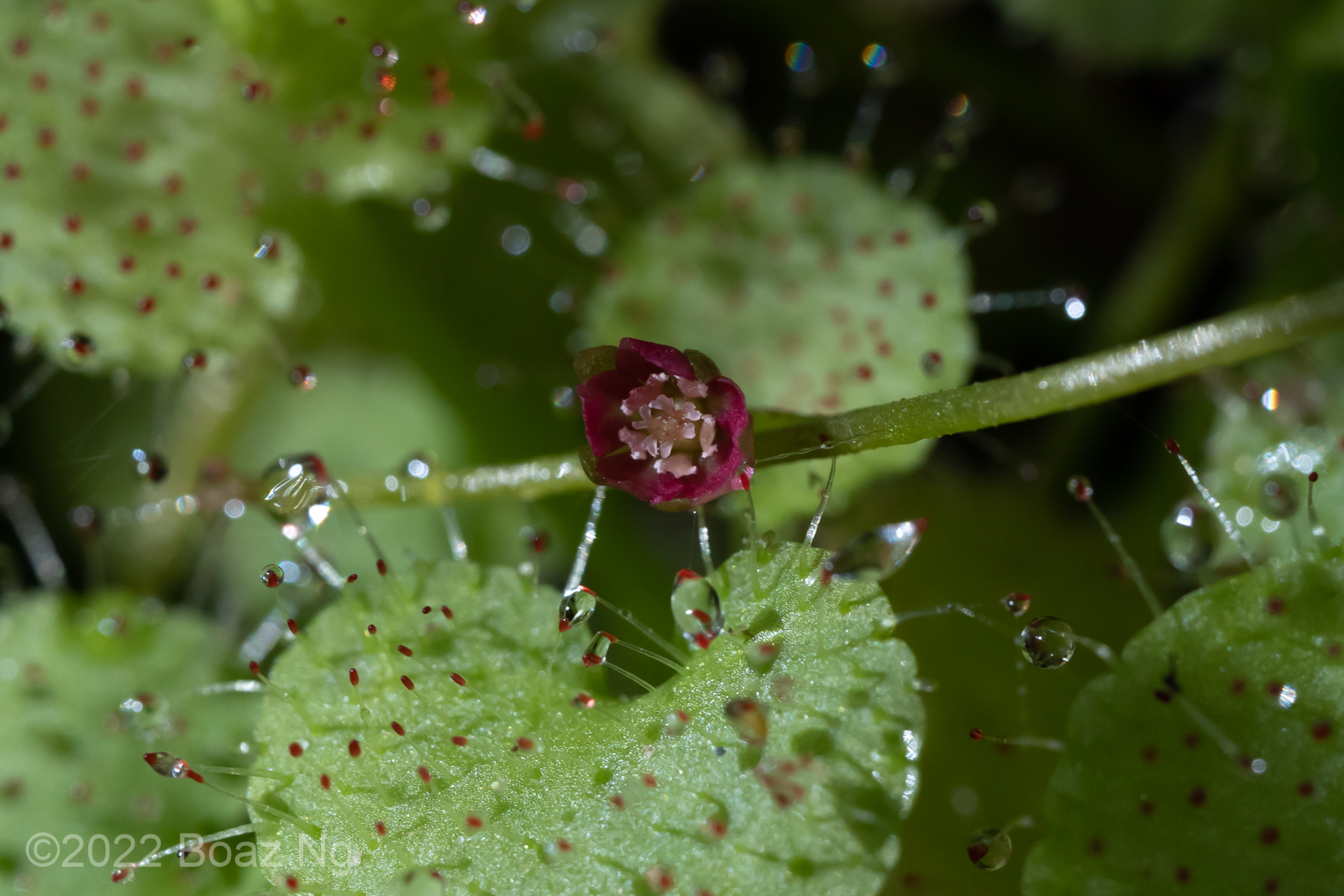 Species profile: Drosera prolifera - Fierce Flora