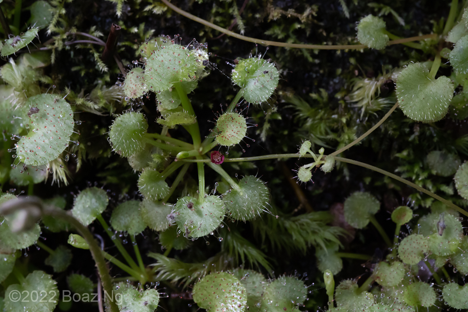 Species profile: Drosera prolifera - Fierce Flora