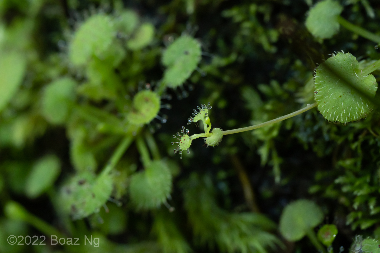 Species profile: Drosera prolifera - Fierce Flora